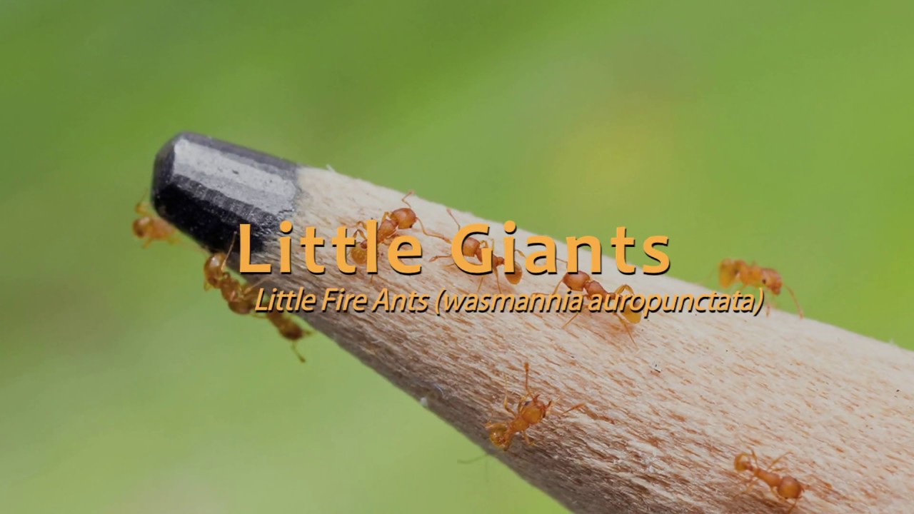 Little Giants - Little Fire Ants (wasnannia auropunctata) : Vanuatu ...