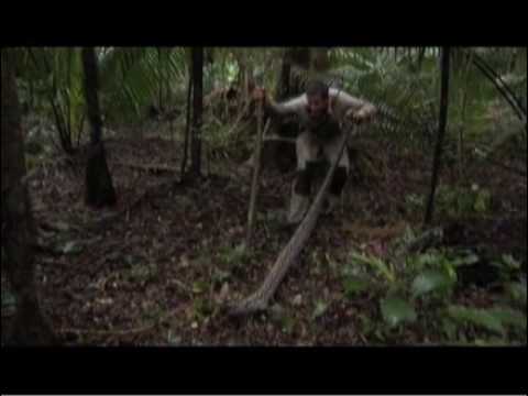Bear vs Snake - YouTube