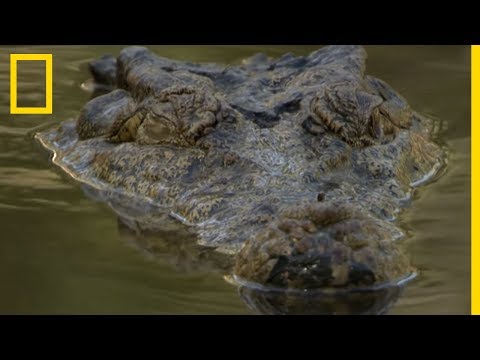 Un crocodile dévore un porcin de 90kg