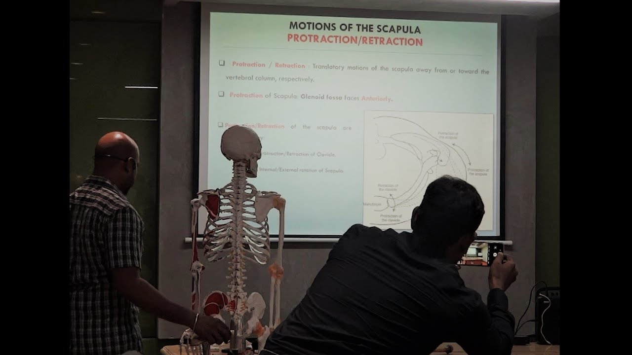 Scapular Resting Position & Movements (Subtitled) - YouTube