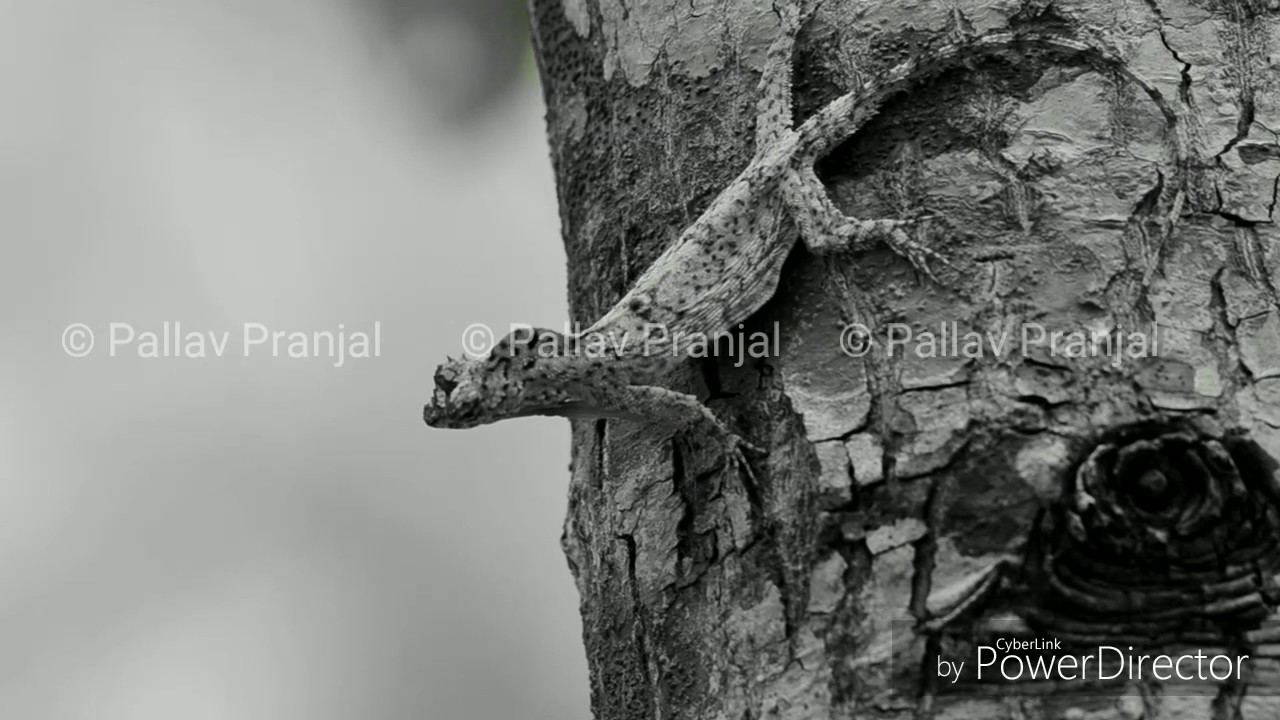 Frying Lizard - YouTube