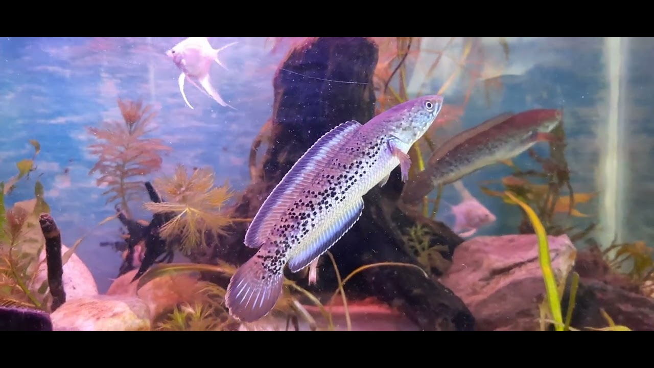 Channa stewarti pair tank mates. (Snakehead) - YouTube