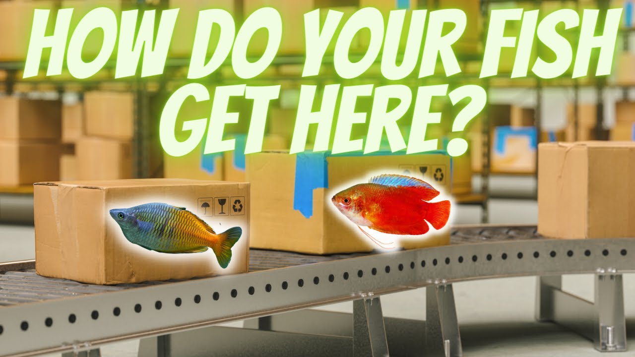 How To Transport Tropical Fish Ep16 - YouTube