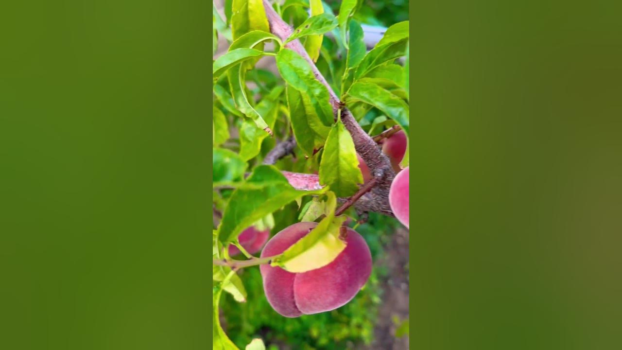 Donut Peach Tree From Our Garden ️ Very delicious fruit 😋 - YouTube