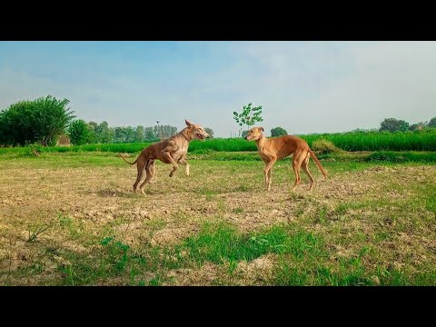 Kasari Rampur Hound prepared from Rampur Hound dogs - YouTube