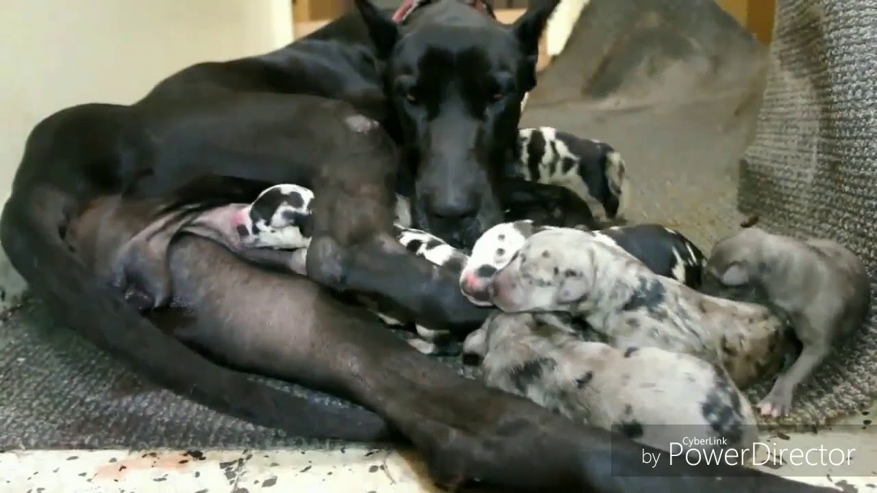Dogs in reproductive mating and giving birth - YouTube