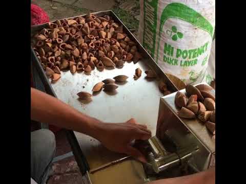 Mechanical Pili Nut Cracker in Action - YouTube