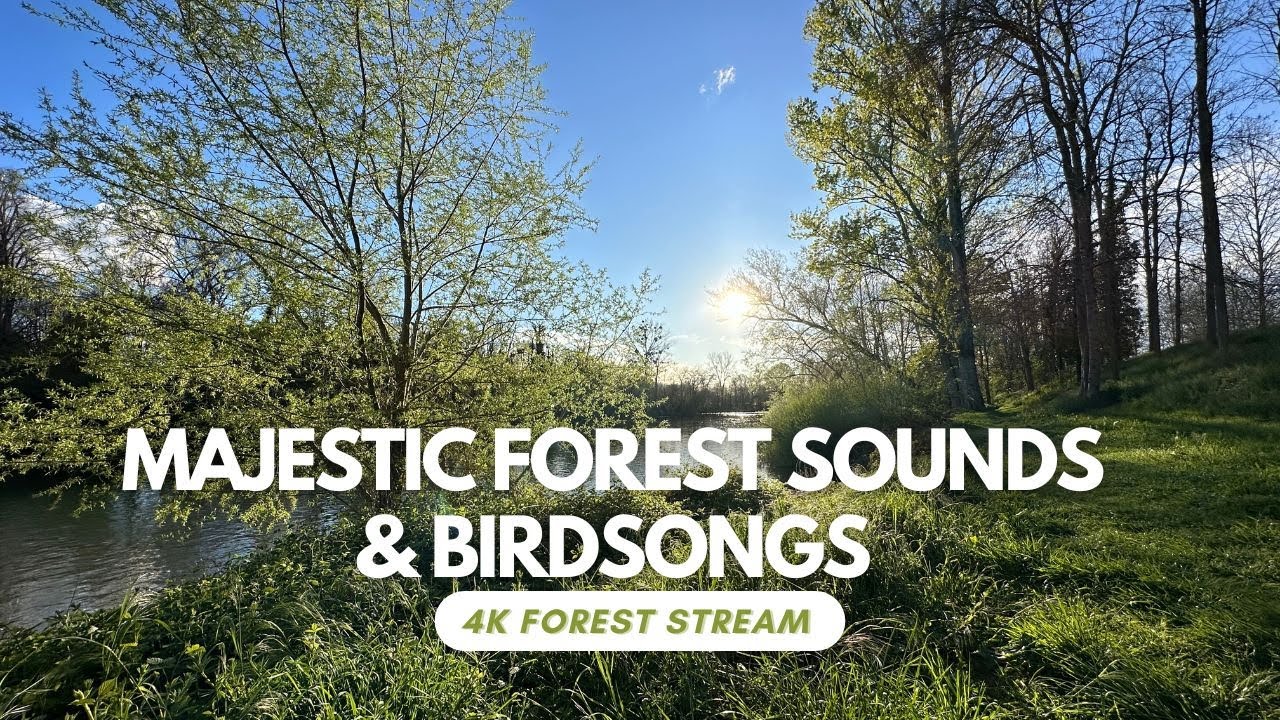 4K Majestic Forest Sounds & Birdsongs. Peaceful Forest Stream to Reduce ...