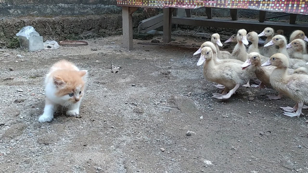 anak kucing yang sangat lucu. anak kucing mengeong bermain dengan bebek ...