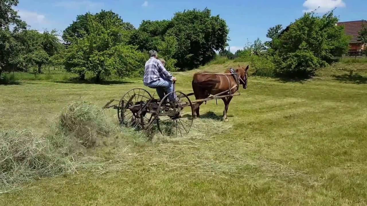 Slezský norik - YouTube