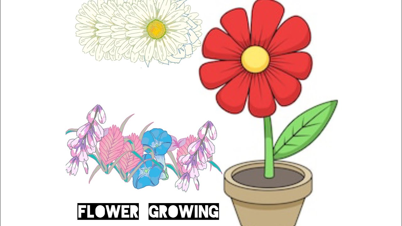 FLOWER GROWING(ANIMATION) - YouTube