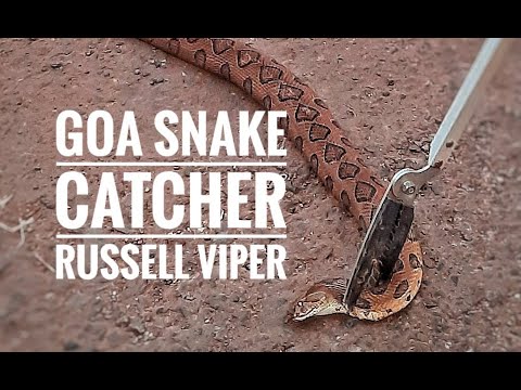 Goa Snake Catcher Russell Viper #snakes # venomous - YouTube