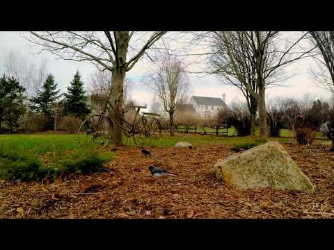 Harika Bir Manzara da Kuşlar