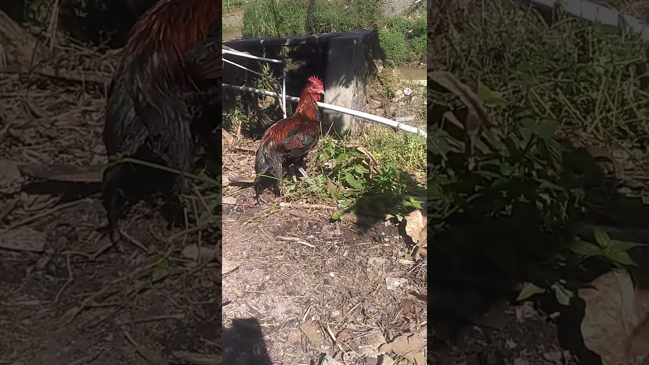proses penyembuhan ayam yang terkena snot sama berak kapur - YouTube