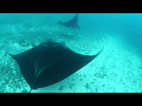 Stunning 4K Underwater footage + Music / Manta Ray/