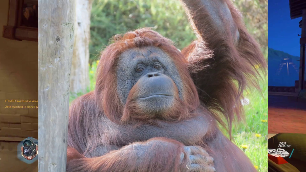 Monkey monkey! - | Overwatch mystery heroes | - [Overwatch] - YouTube