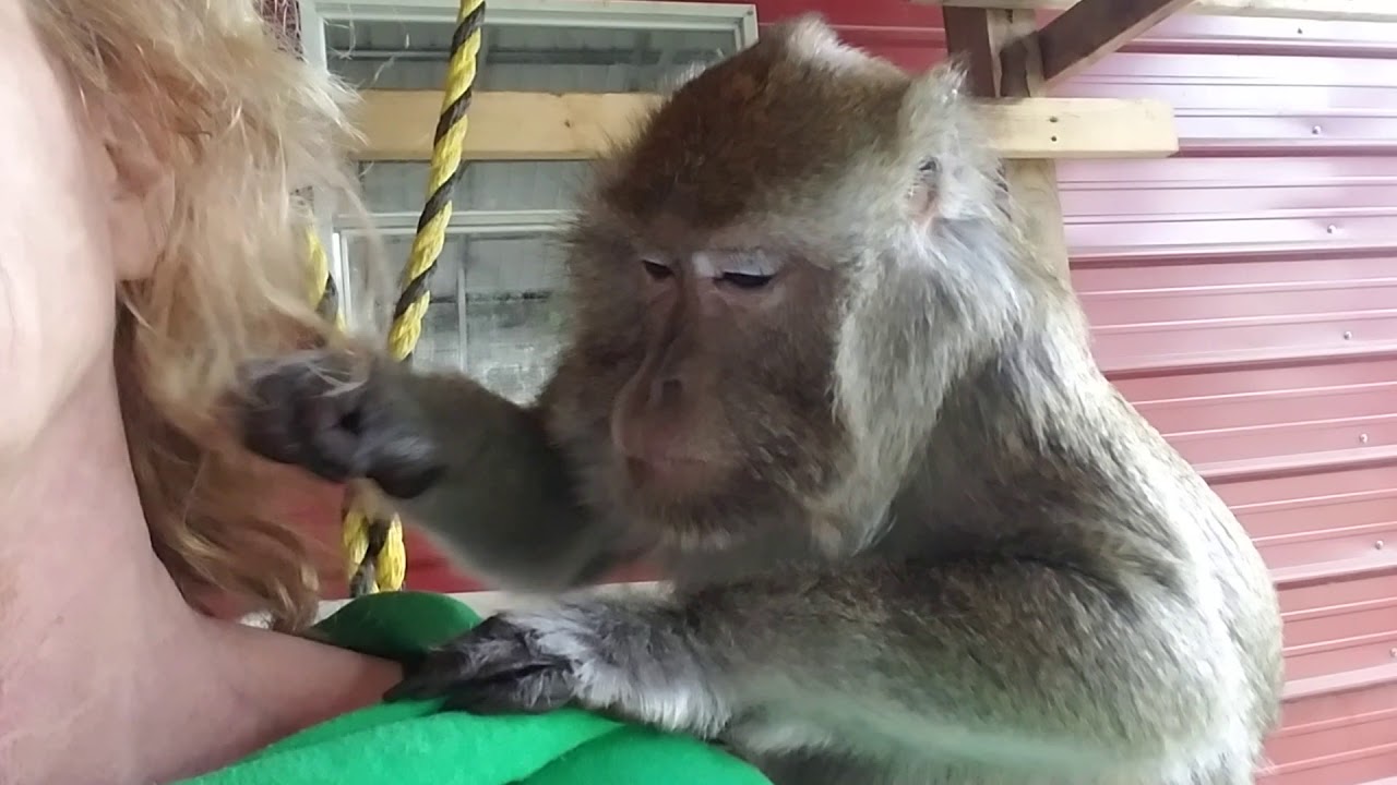 ASMR Monkey Bugs Bullock No Rooster - YouTube