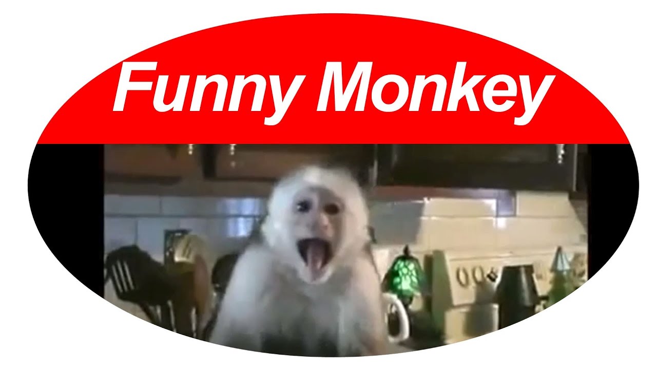 Best Funny Monkeys - Monkeys are clever and funny - YouTube
