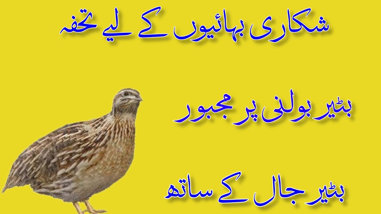 female quail call maadi batair ki awaz 2024 batair ki awaz #batair # ...