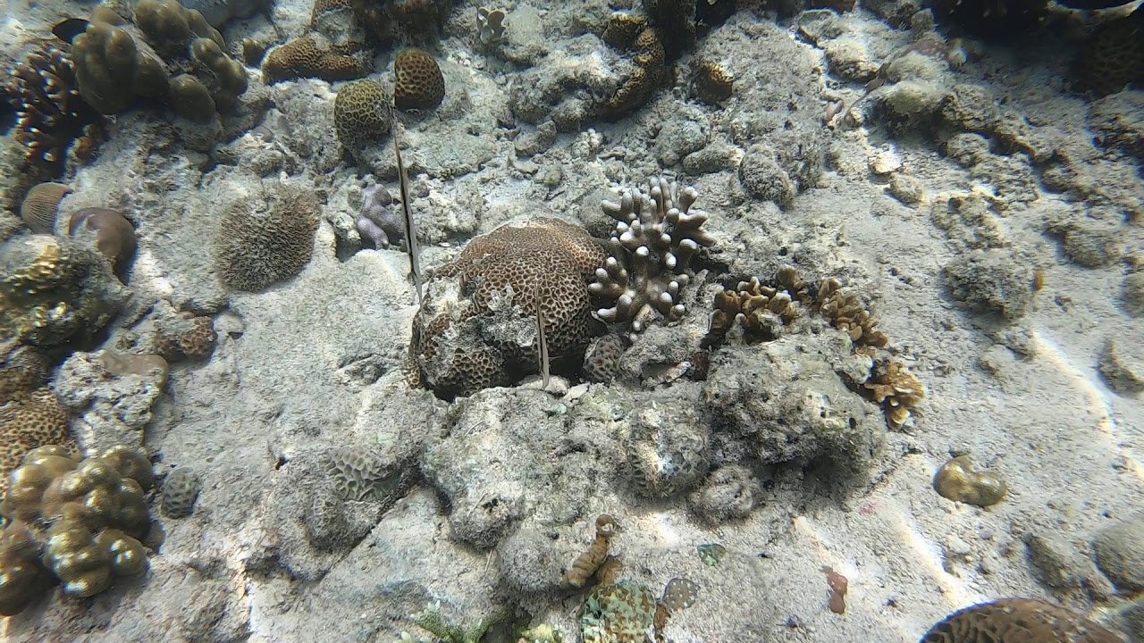 Standing fishes - YouTube