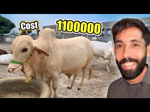 11 Lac Ka Qurbani Ka Janwar 2026 😍❤️| Azmat