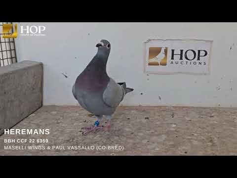 Maselli Wings & Paul Vassallo (CO-BRED) Lot 4 BBH CCF 22 6359 HEREMANS - YouTube