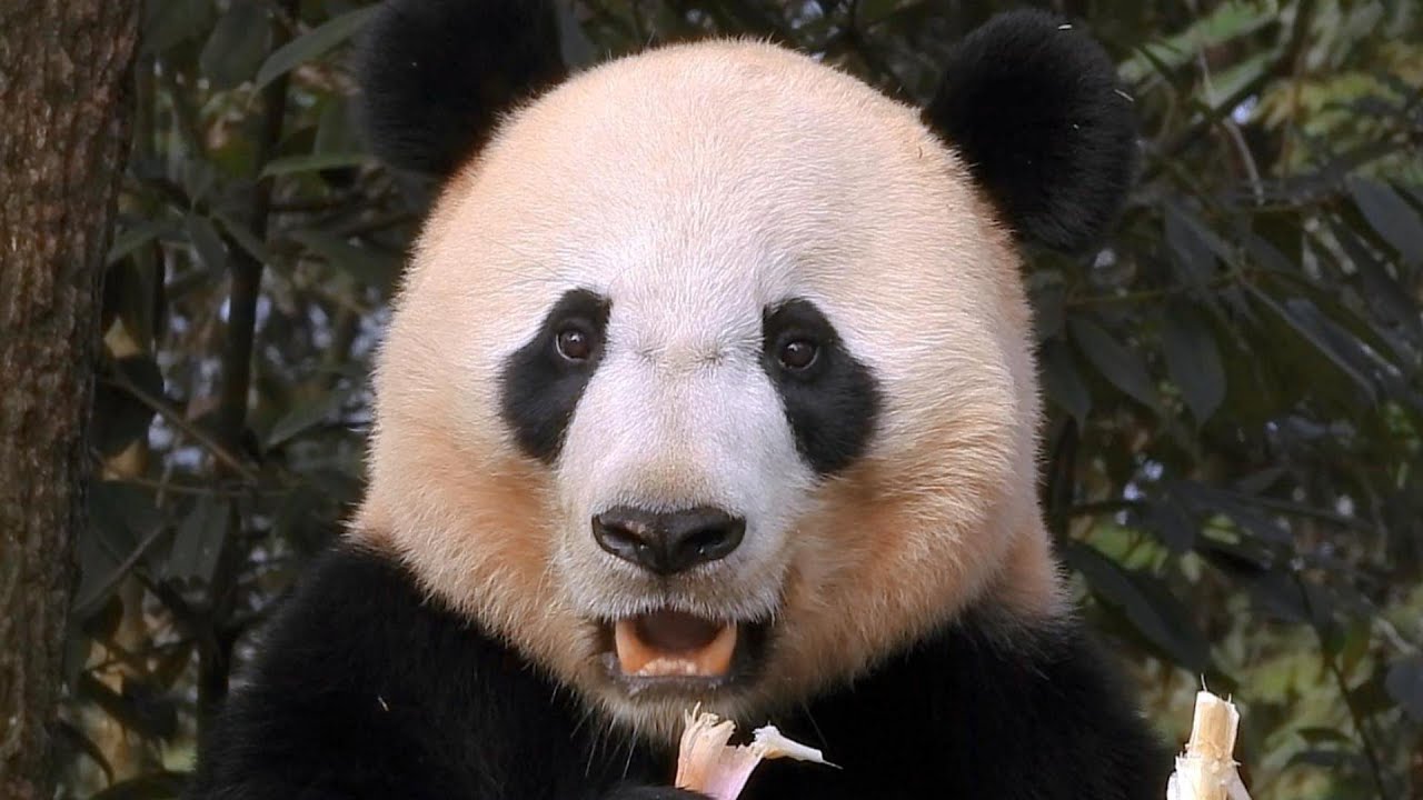 ベイベイ | panda beibei | 大熊猫贝贝大特写 - YouTube