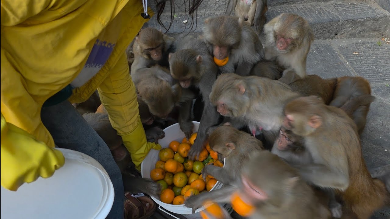 Look how much the monkey is enjoying that orange - YouTube