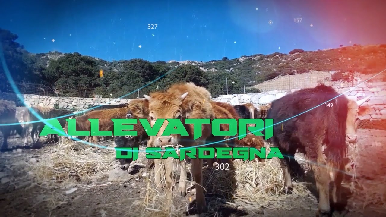ALLEVATORI DI SARDEGNA Dorgali Capra Sarda Primitiva - YouTube