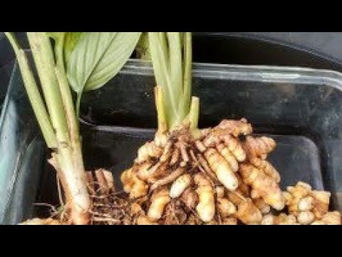 Plantação de Cúrcuma ou Açafrão.. - YouTube