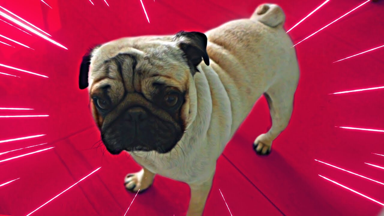 A VOLTA DO INVASOR NA CASA DOS YOUTUBERS !! ‹ BAIXAMEMORIA › - YouTube