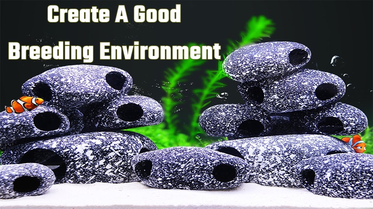 Funny Video - Cichlid Stones / Fish and Shrimp House Breeding Caves ...