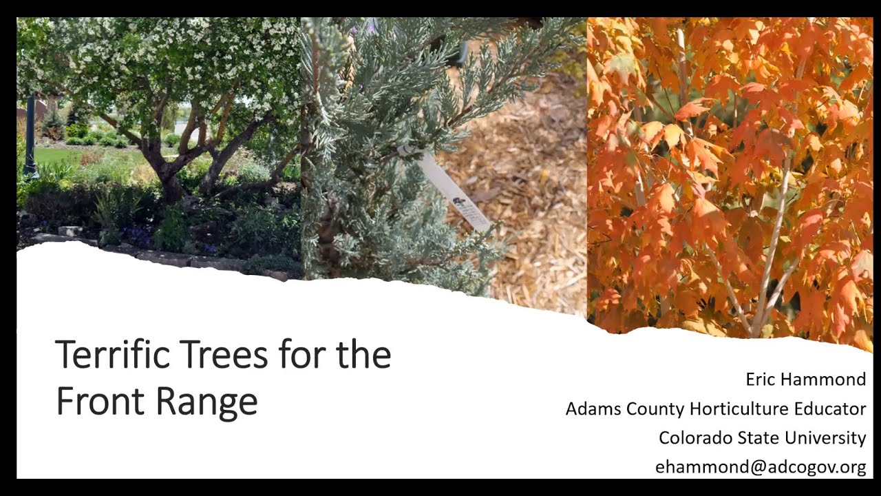 Terrific Trees - YouTube