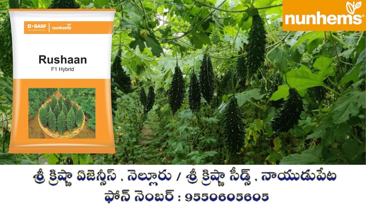 నూన్ హెమ్స్ సీడ్స్ వారి హైబ్రిడ్ కాకర రుషాన్ ||Nunhems Hybrid ...