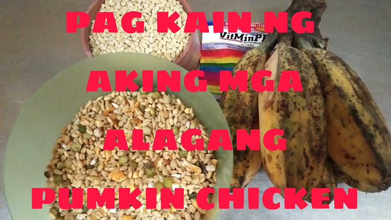 pakain ng aking mga alagang pumkin chicken - YouTube
