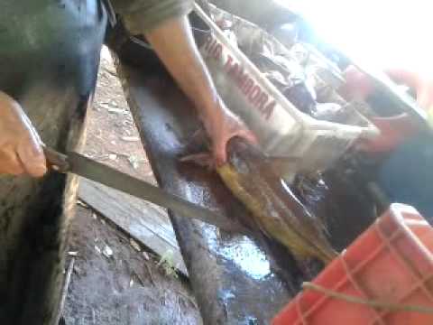 limpando peixe armado - YouTube