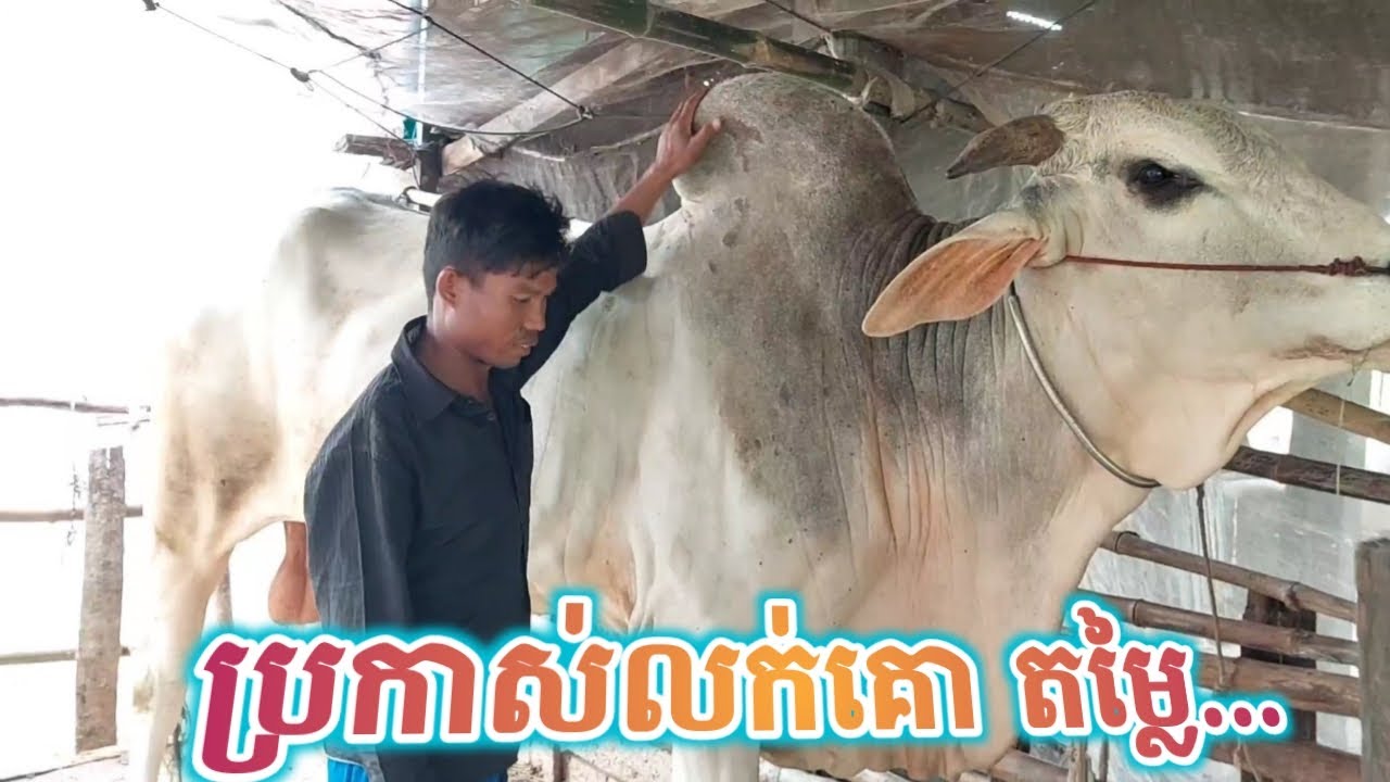 Announcing, selling cows at incredible prices - YouTube