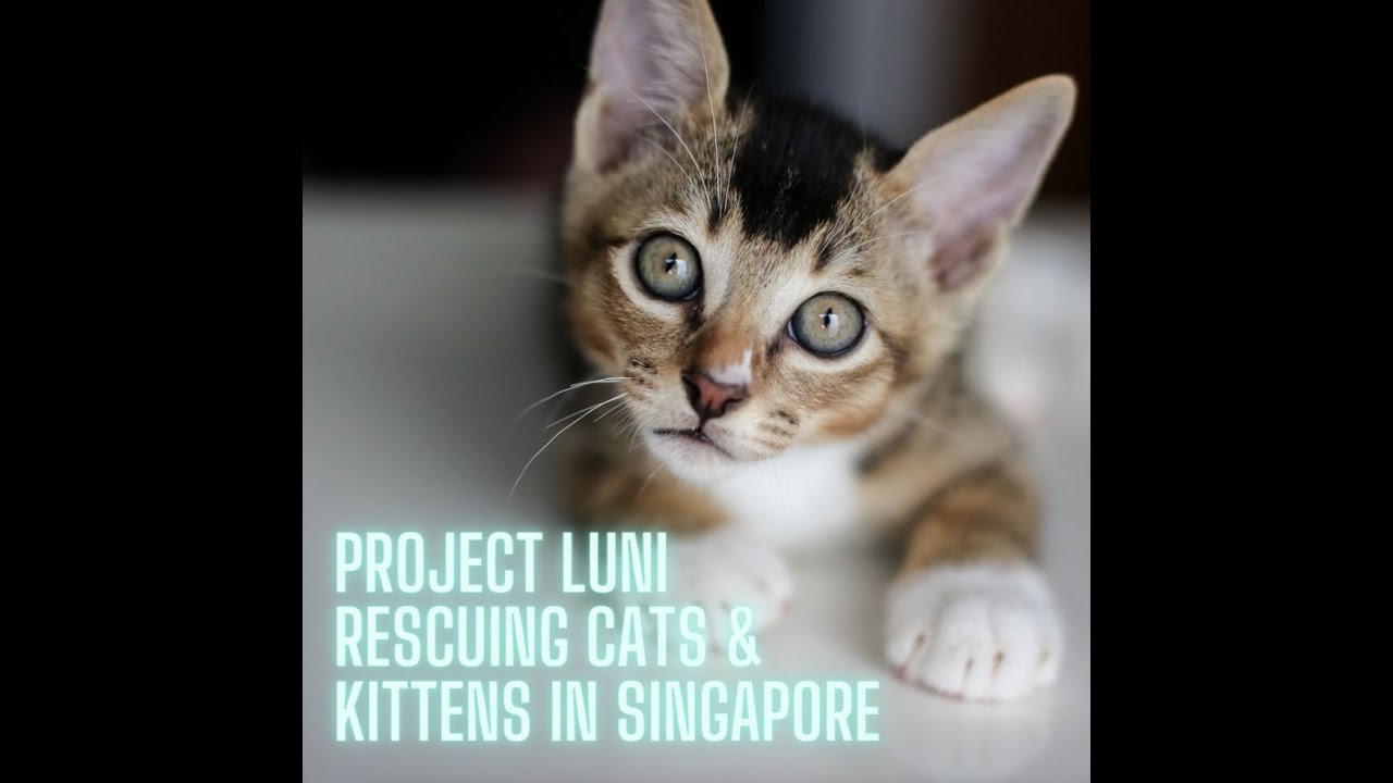 Project LUNI Promo Video - YouTube