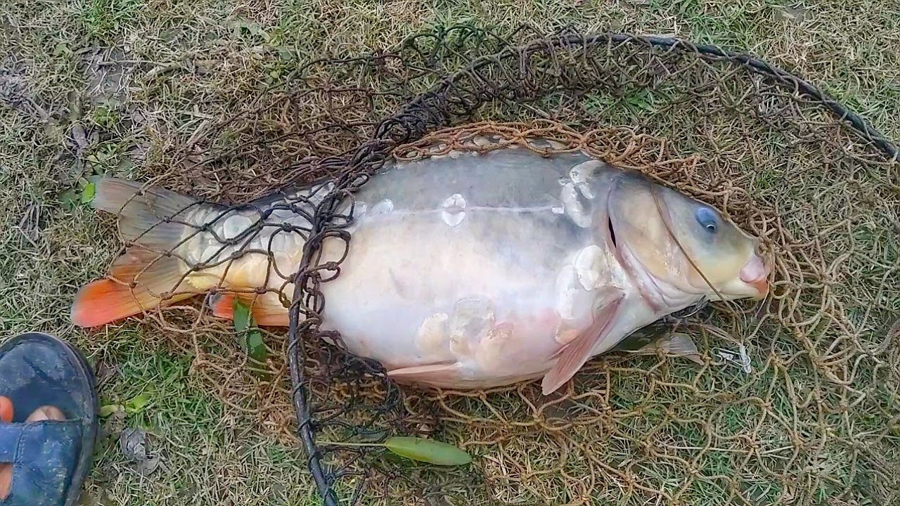 Amazing Fishing Video || Traditional Wheel Fishing | Big Fish Hunting ...