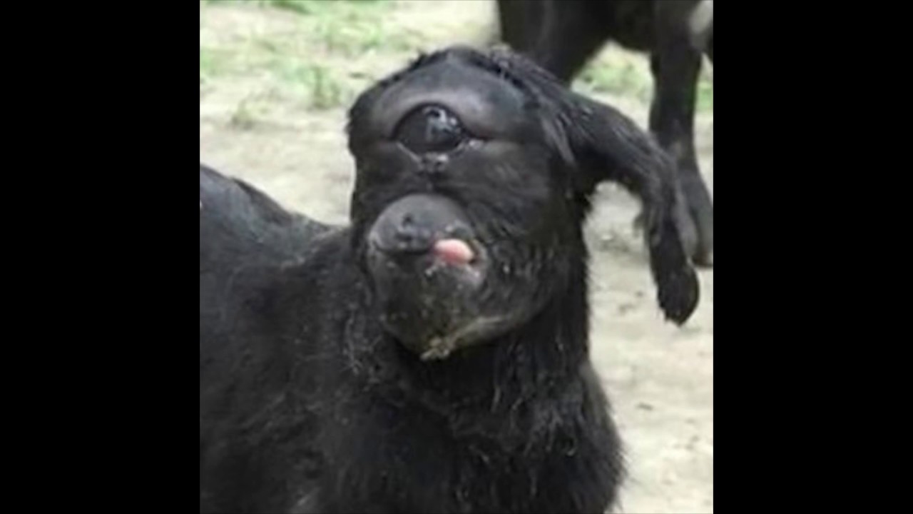 THE ONE EYE GOAT IN ALL HIS GLORY BY: TRIPALIT RECORDS, SPONSORED BY ...