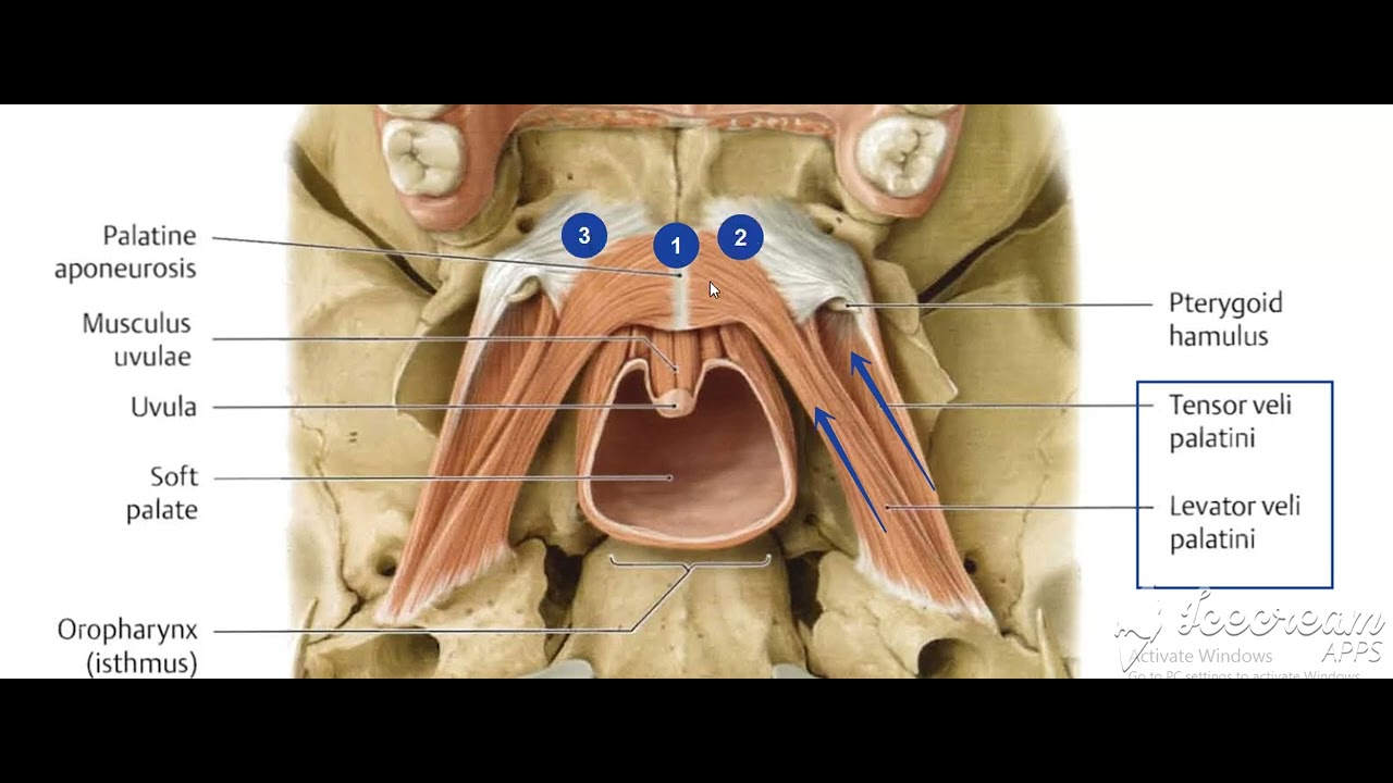 Norma basalis (palate muscles 3) - YouTube