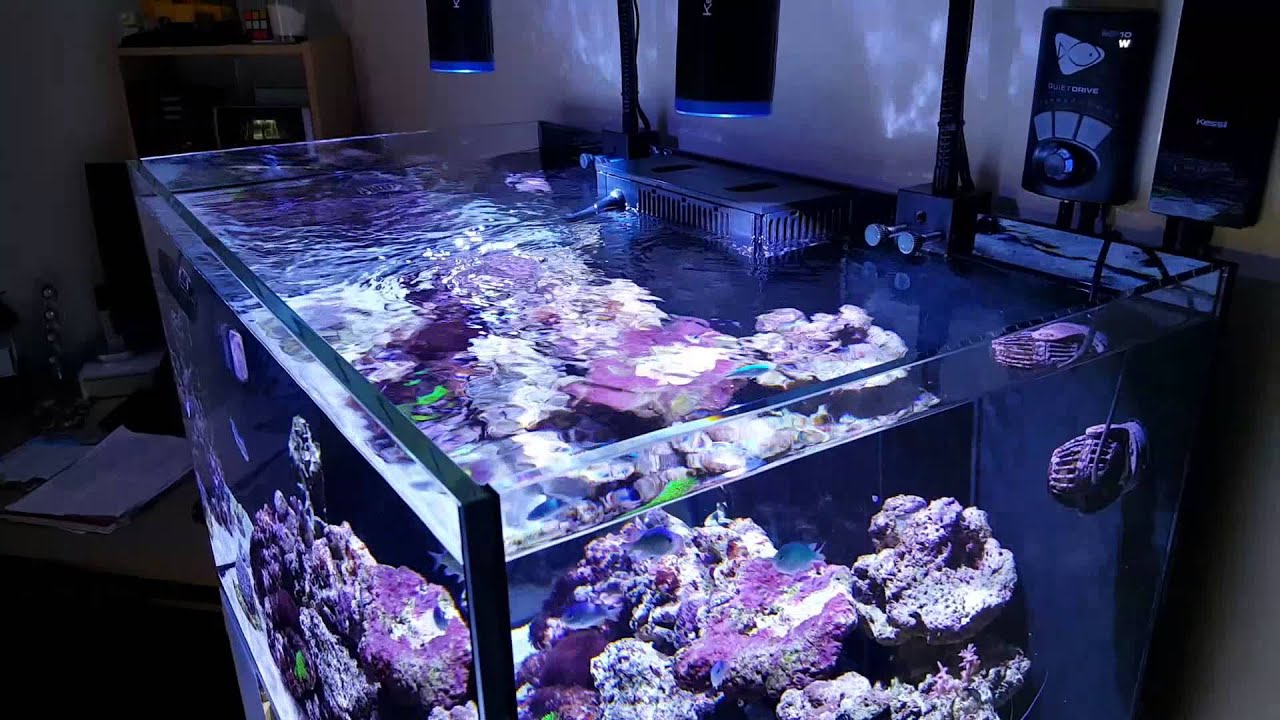 Red Sea REEFER 250 7 week update and maintenance. - YouTube