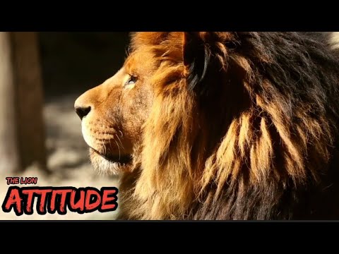 LIONS ATTITUDE STATUS | HD VIDEO | WHAT'SAPP STATUS