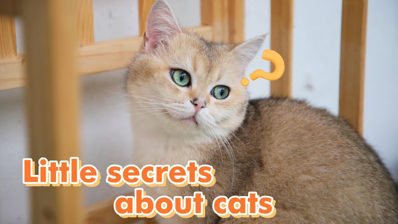 貓咪知識科普，你知道貓咪身體的小秘密嗎？--- Cat knowledge science, do you know the little ...