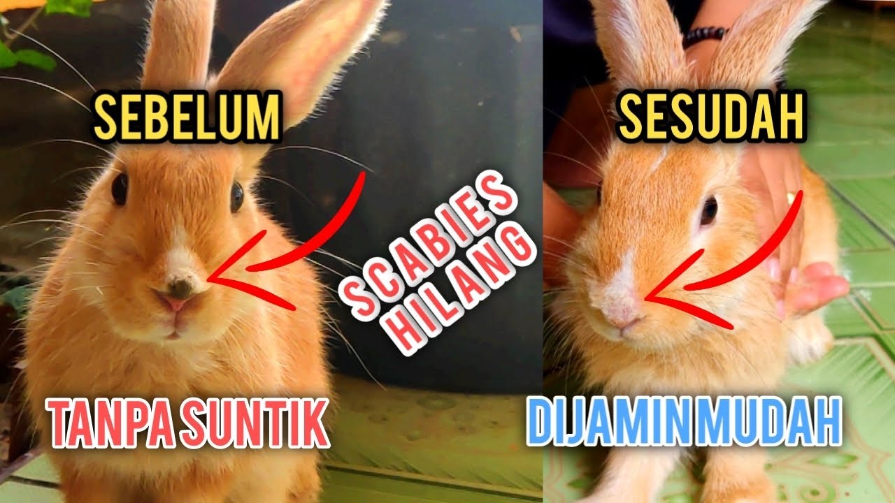 cara ampuh menghilangkan scabies pada kelinci tanpa suntik - YouTube