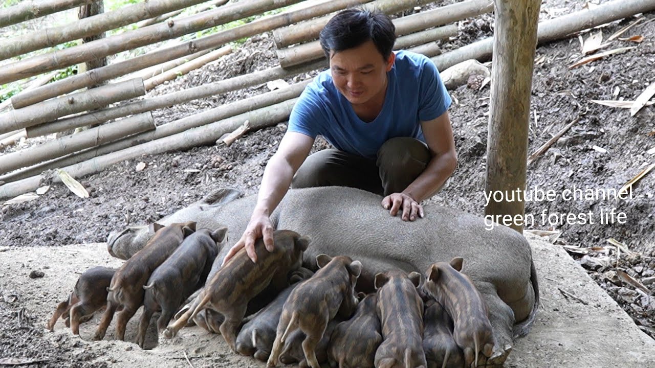 So cute baby wild boars after two weeks of age. Robert | Green forest ...