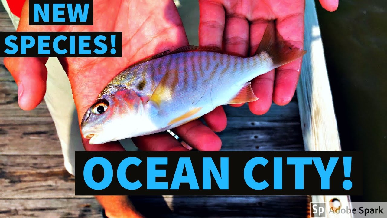 Ocean City Maryland Fishing! Surf and Pier! (NEW SPECIES) July - YouTube