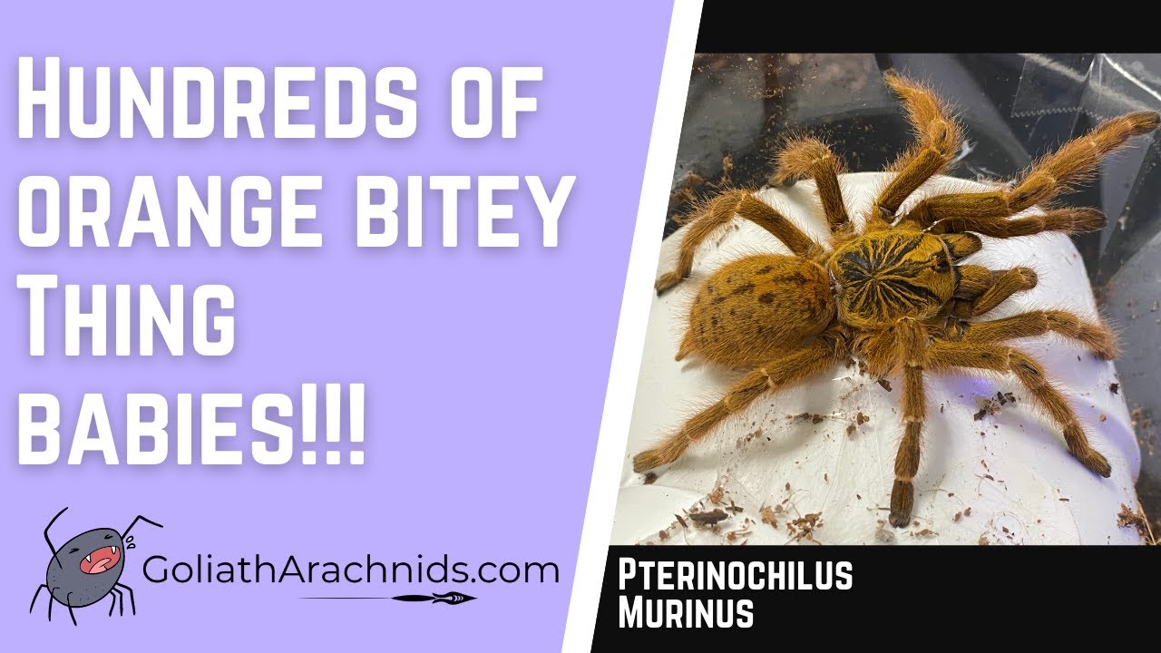 Pterinochilus Murinus- Orange Baboon Tarantula Egg Sac Removal - YouTube