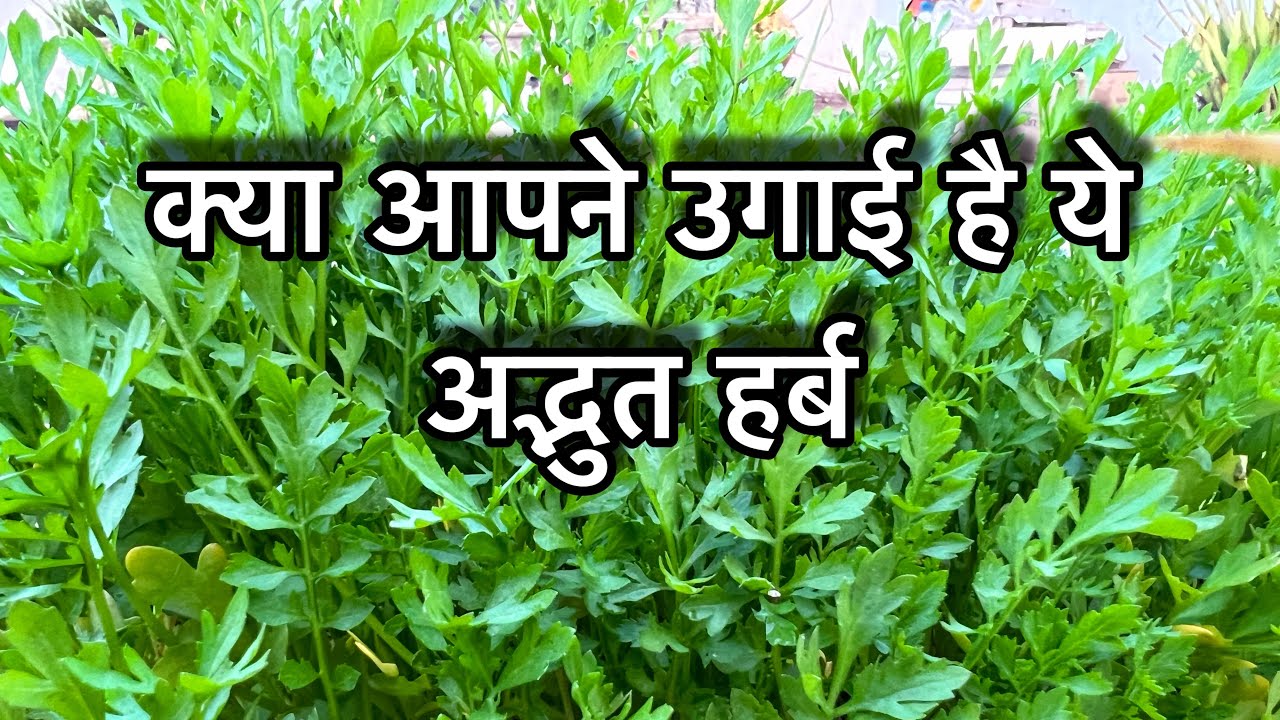 How to grow Garden Cress || How to grow Halim Leaves at Home || Halim ...