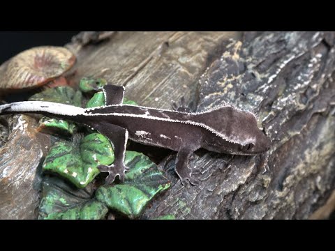 Axanthic/Lilly White Crested Gecko Project Update!! - YouTube